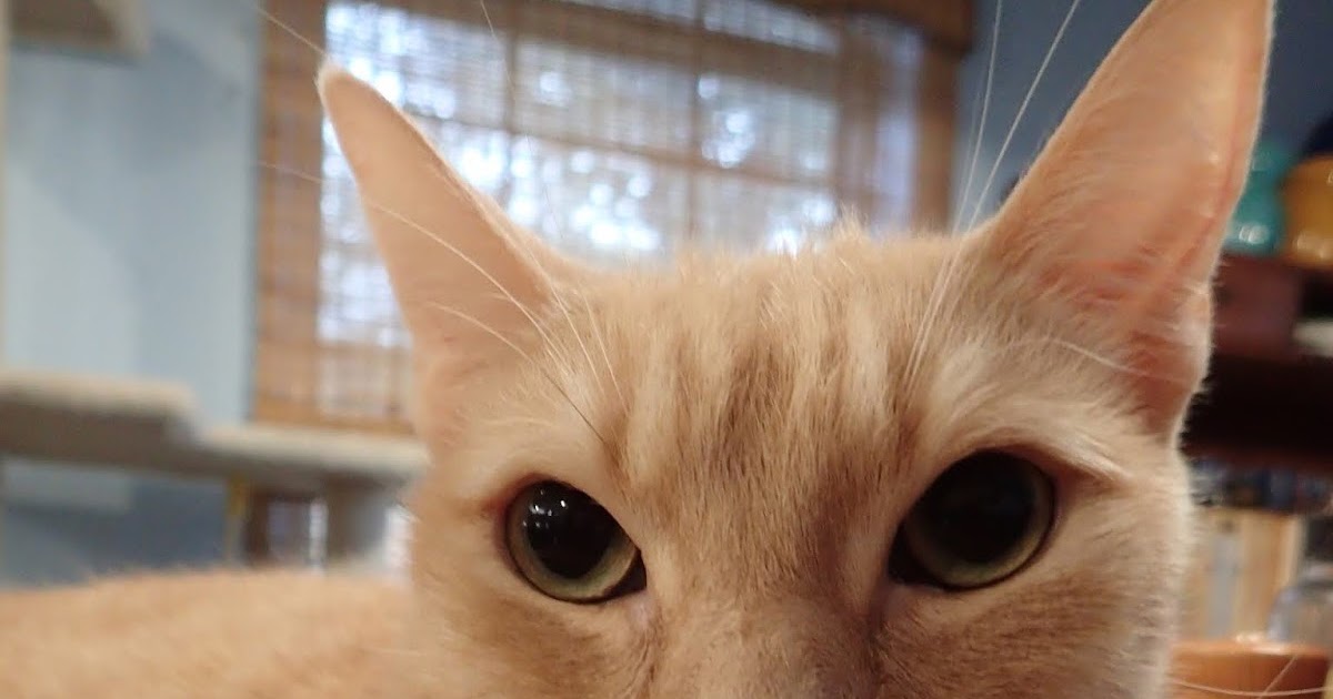 Lone Star Cats: Caw-shush-ly Optimistic