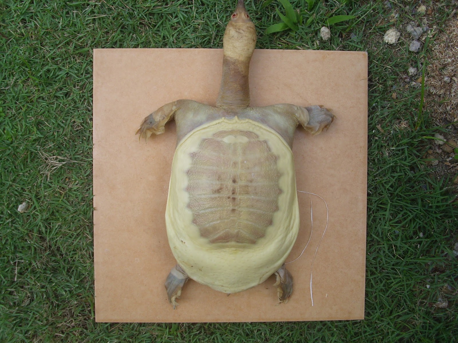 Taksidermi dan Pengawetan Kulit: Taksidermi Reptilia 3 : Albino Chinese ...