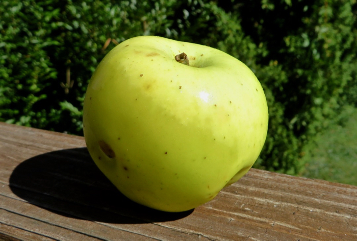 The View from Outside - Adam's Apples