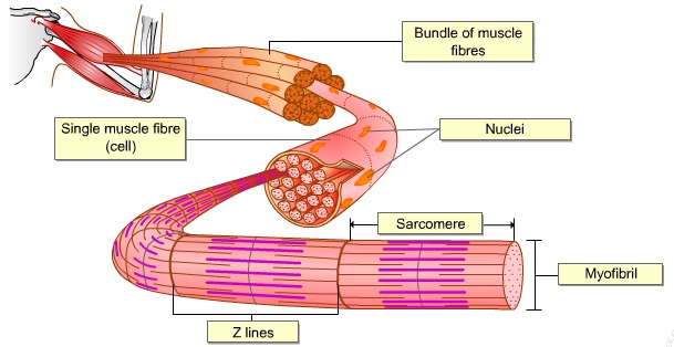 BIOLOGY FORM 6: NEUROMUSCULAR JUNCTION I