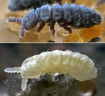 LOS INSECTOS: LOS INSECTOS.