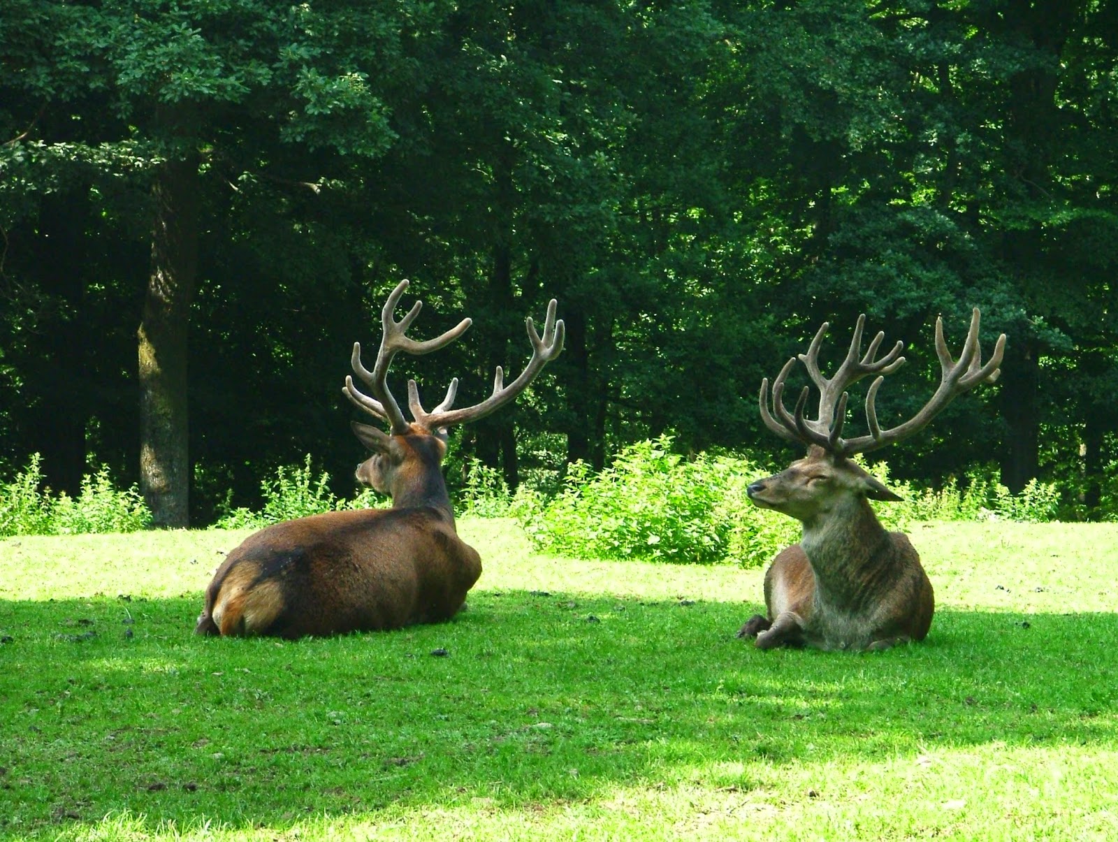 Joyaq of Malta: Grand gibier des Forêts de l'Ardenne Belge