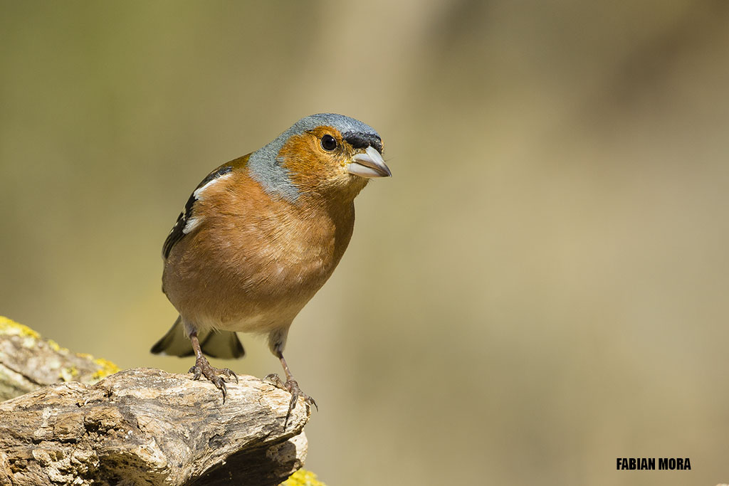 FOTO DE NATURALEZA FABIAN - MORA: PINZON VULGAR (Fringilla coelebs)