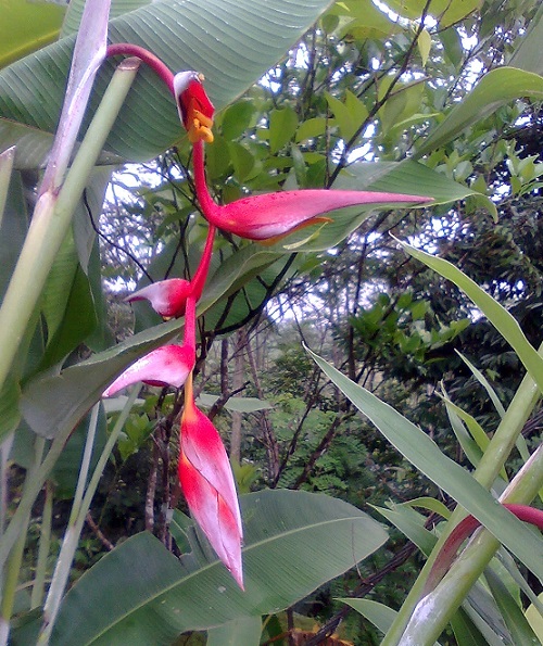 Bunga Indah Di Indonesia: Gambar Tanaman Bunga Pisang-Pisangan