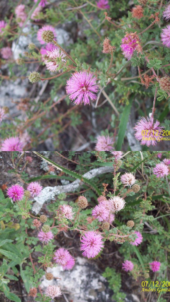 FOTOS DE FLORA NATIVA Y ADVENTICIAS DE URUGUAY : Mimosa amphigena ...