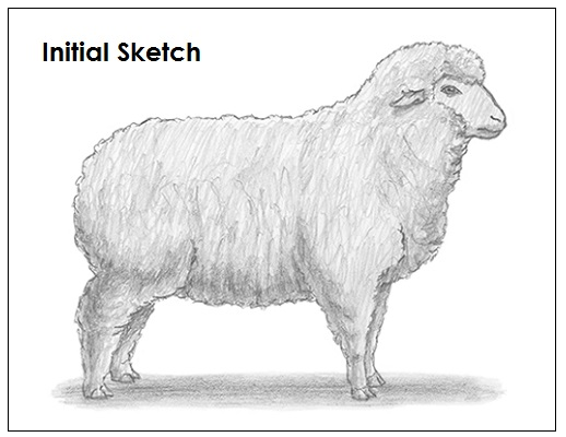 Cara Menggambar Domba Mudah Untuk Anak