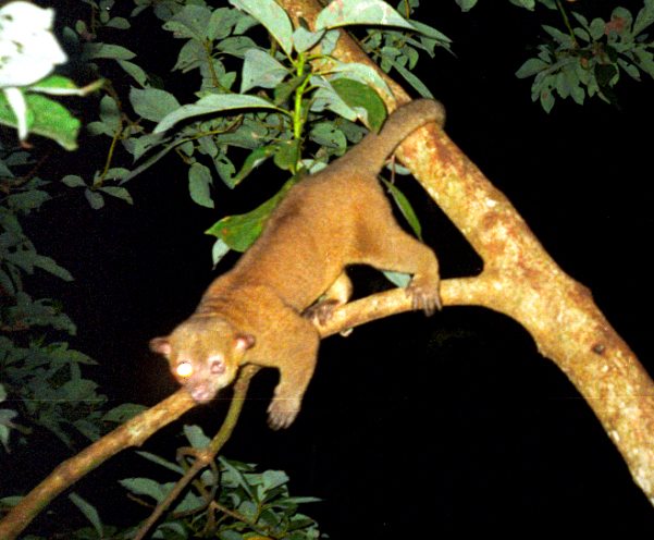 fauna e flora ameaçadas de extinção: JUPARÁ