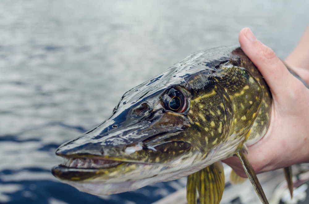 Top Three Pike Lures All Fishing Lodges in Texas Recommend to Use in 2020