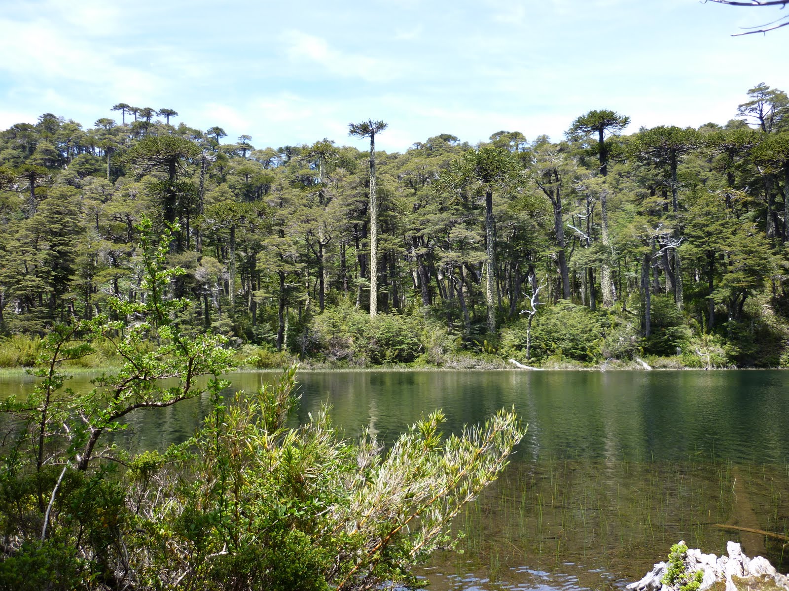 Geografía de Chile: Climas de Chile