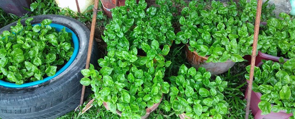 Tips Mudah Tanam Bayam Brazil @ Brazillian Spinach Plant Dalam Botol Air