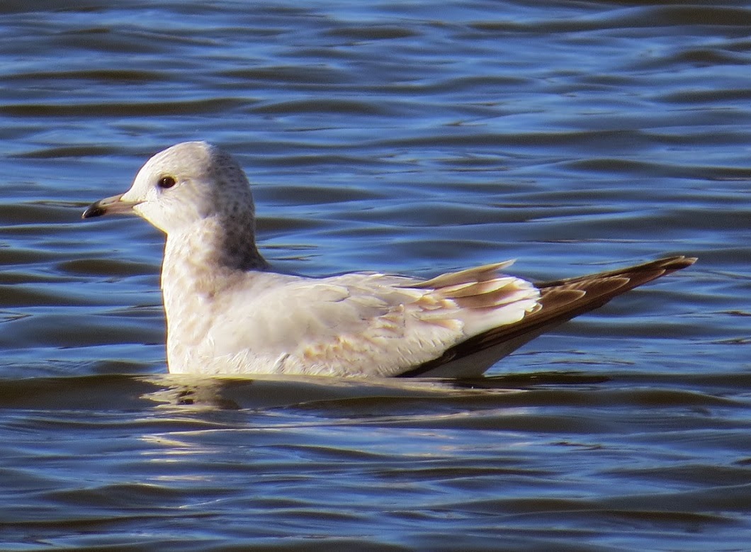 Dannysbirds: Redcar Tarn Gulls