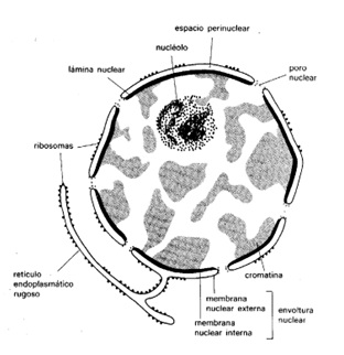 Biologia Celular e Molecular: # O Núcleo da célula