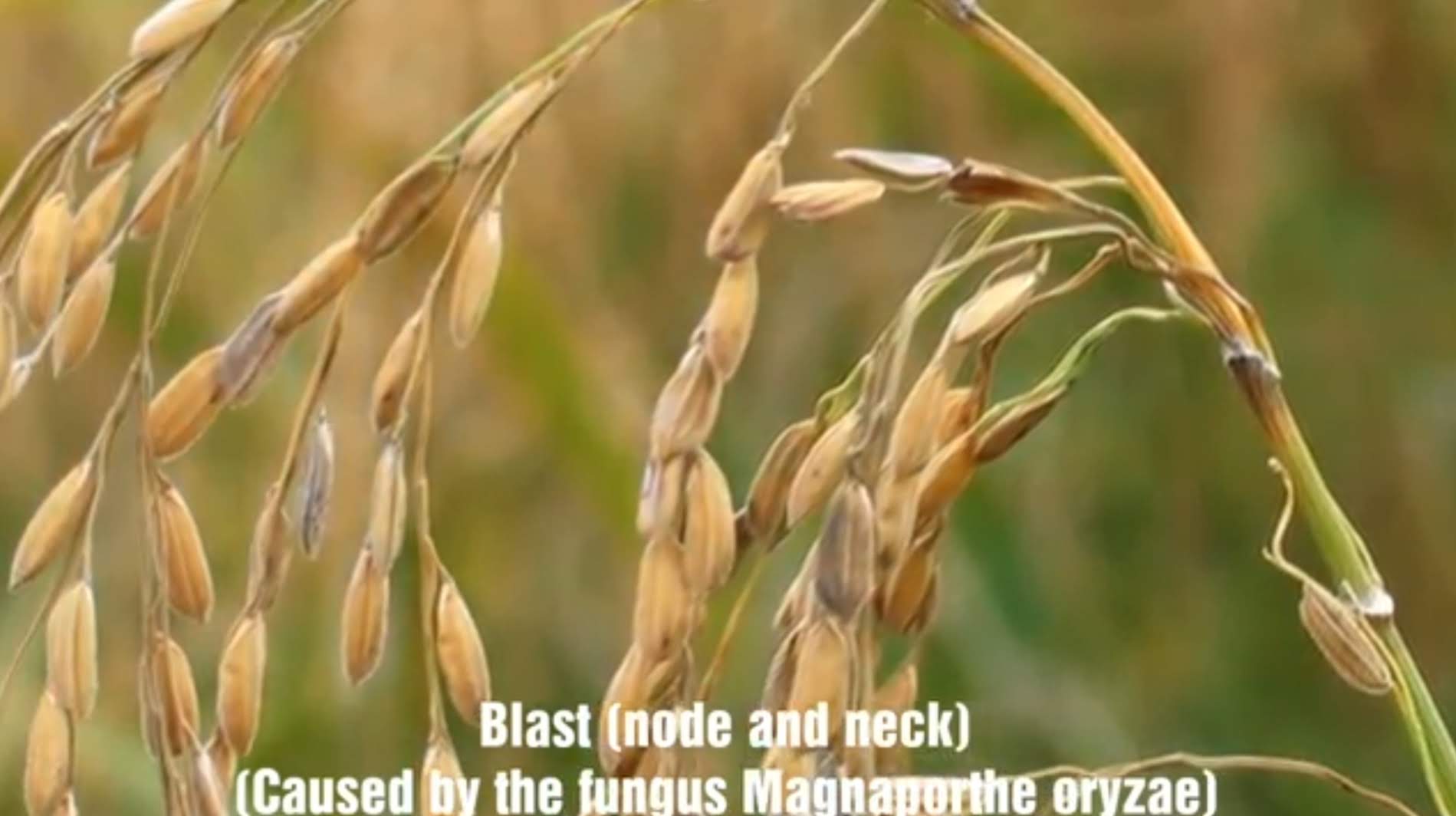 Agropedia: Fungal disease of paddy