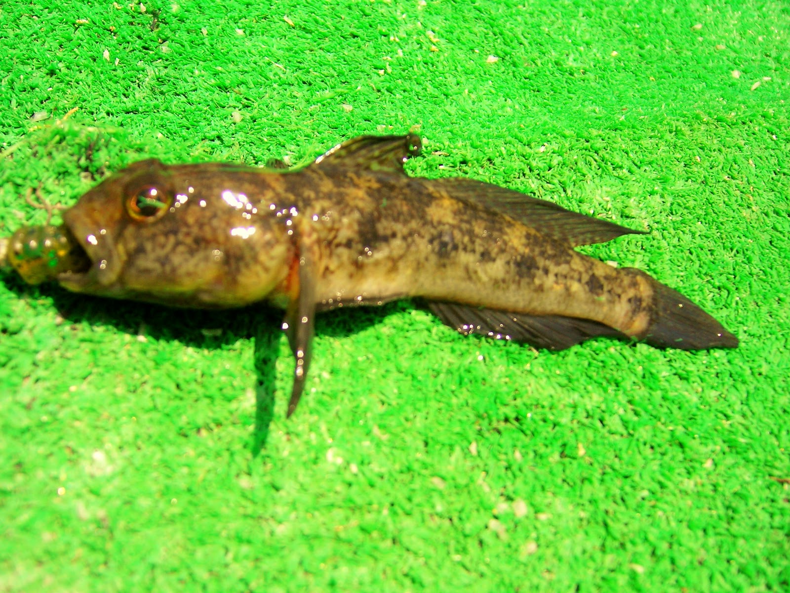 Bienvenidos al blog de Rockfishing : La pesca de babosas a Rock