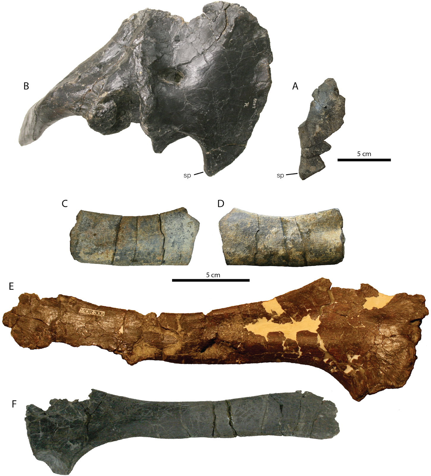 FOSSIL HUNTRESS: FERRISAURUS SUSTUTENSIS: A NEW NON-AVIAN DINOSAUR IN BC