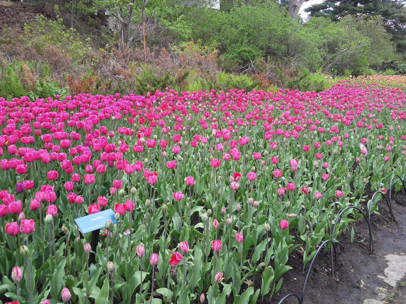 Ottawa Daily Photo: The Flow Of Tulip Beds