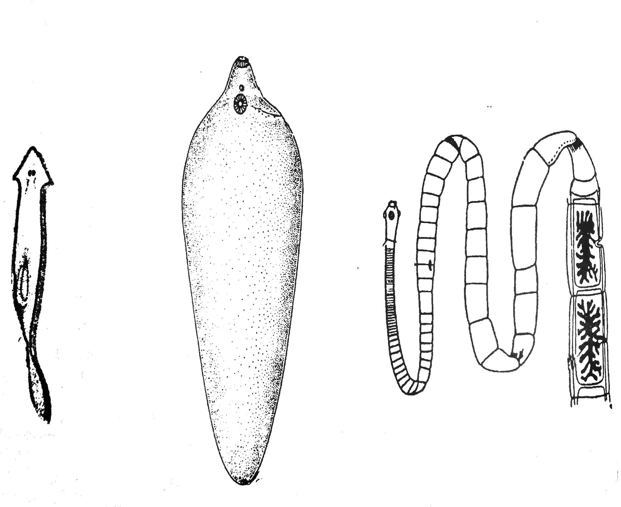 Characteristic features of Phylum Platyhelminthes/Flatworms