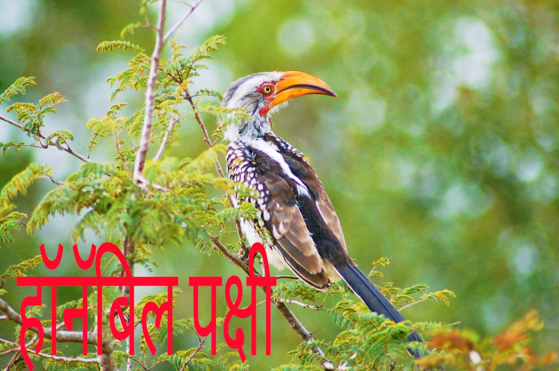 Hornbill Bird Information In Hindi Soch Ka Safar hornbill-bird-information-in-hindi-soch-ka-safar