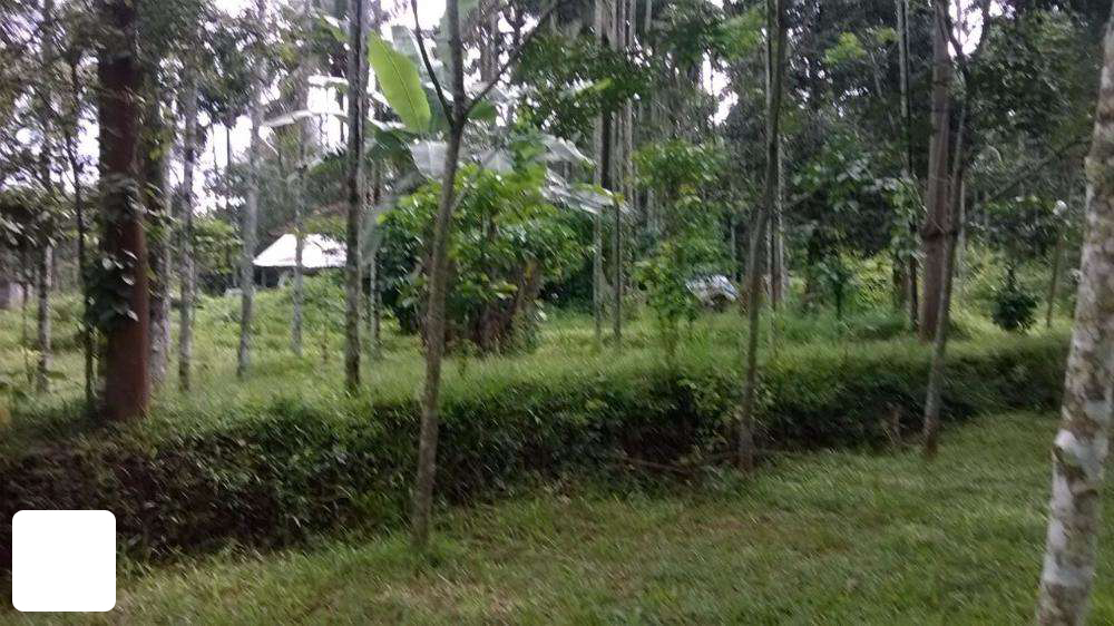 Pulpally house with 1 acre plot Ph: 919562720812 | Wayanad Empire