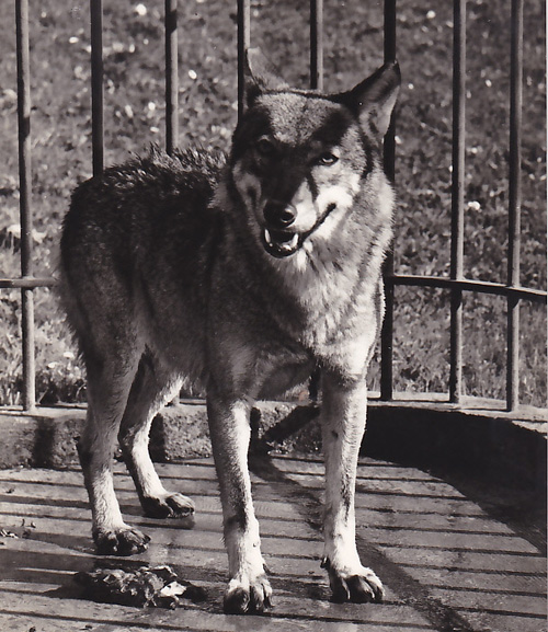 In Rome In Love in Bike: La Lupa Capitolina