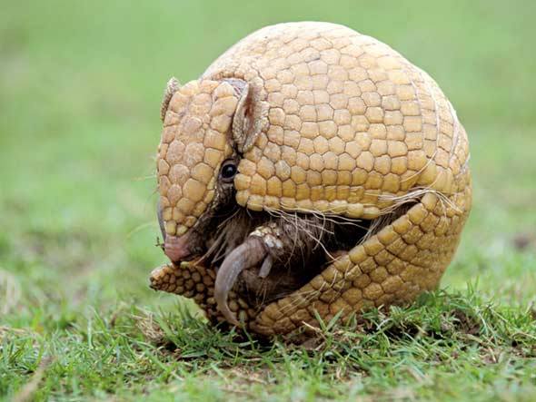 ANIMALMIGOO : O Tatu-Bola (Tolypeutes tricinctus)