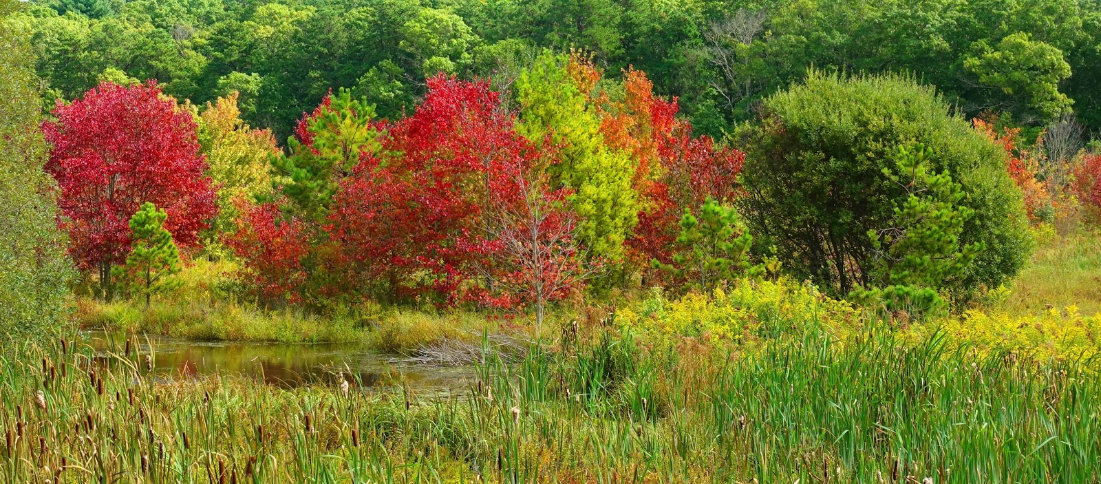 Joe's Retirement Blog: Autumn, Tidmarsh Wildlife Sanctuary, Mass ...