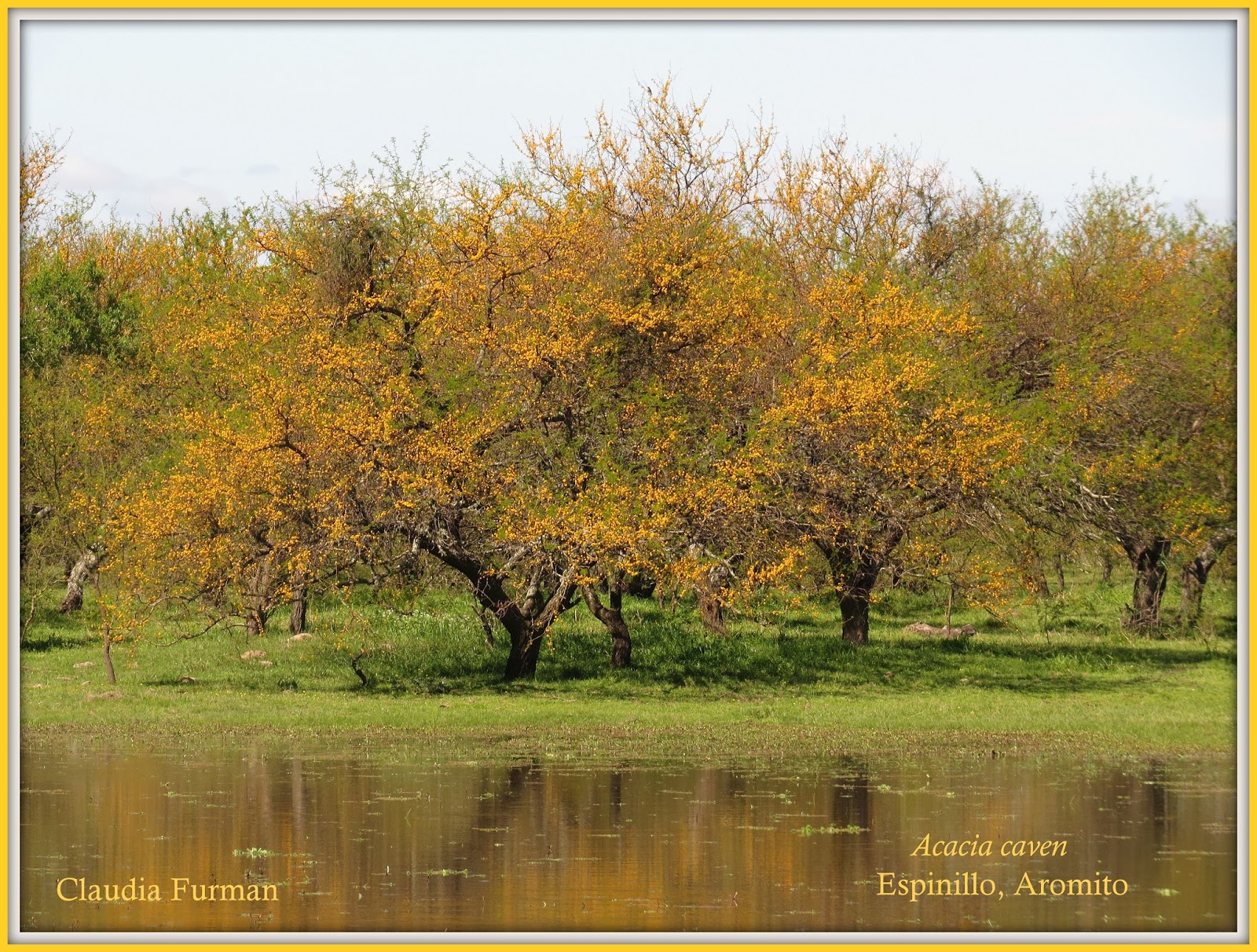 Plantas Nativas de Buenos Aires y alrededores: Acacia caven - Espinillo ...