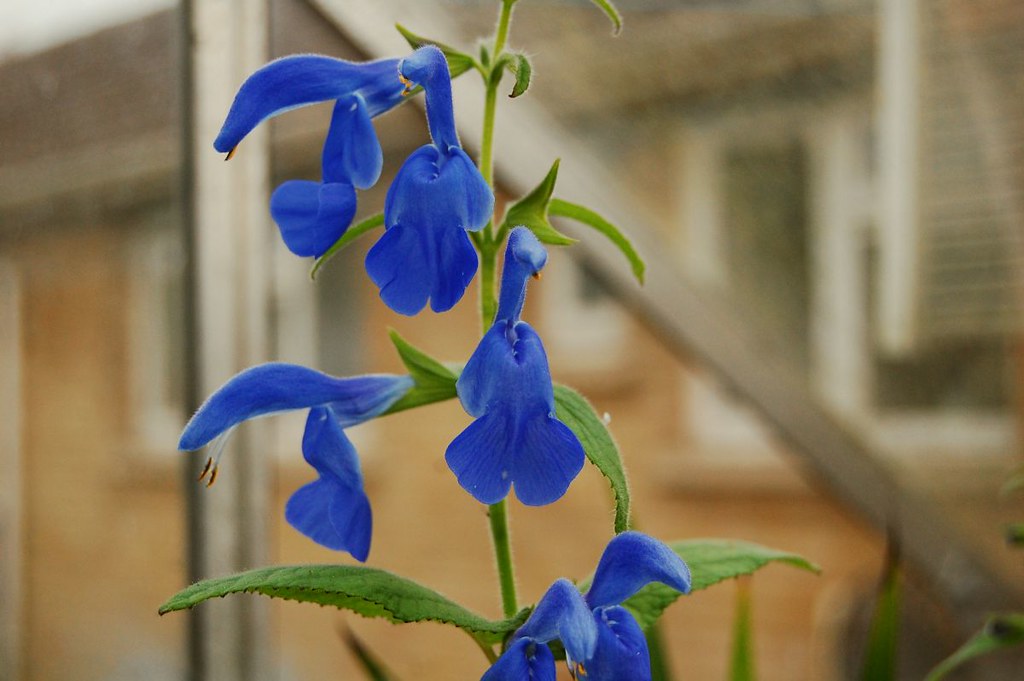 Salvia patens - Gentian sage - Spreading sage care and culture ...