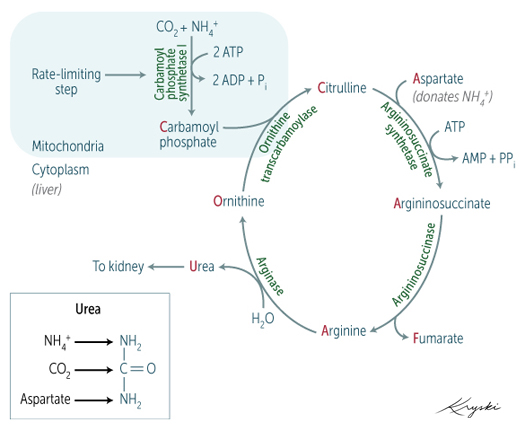 Postgraduate Medical Entrance : Urea Cycle