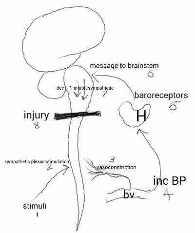 AUTONOMIC HYPERREFLEXIA - DNB Orthopaedics MS Orthopedics MRCS Exam ...