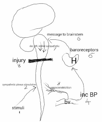 AUTONOMIC HYPERREFLEXIA - DNB Orthopaedics MS Orthopedics MRCS Exam ...