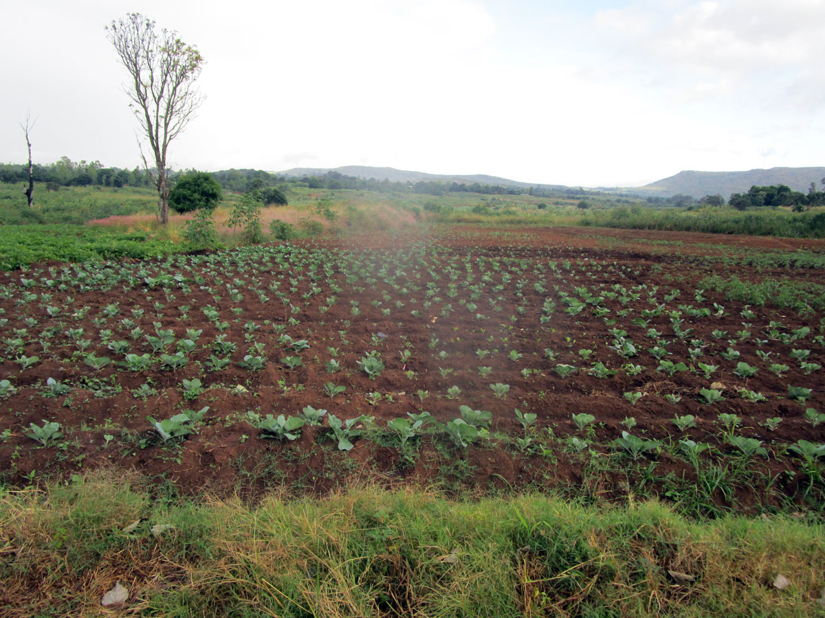 Seasonal farming | Mulanje Mag