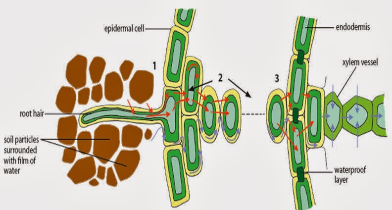 Absorpsi Air dan Mineral | Pendidikan Biologi Universitas Halu Oleo