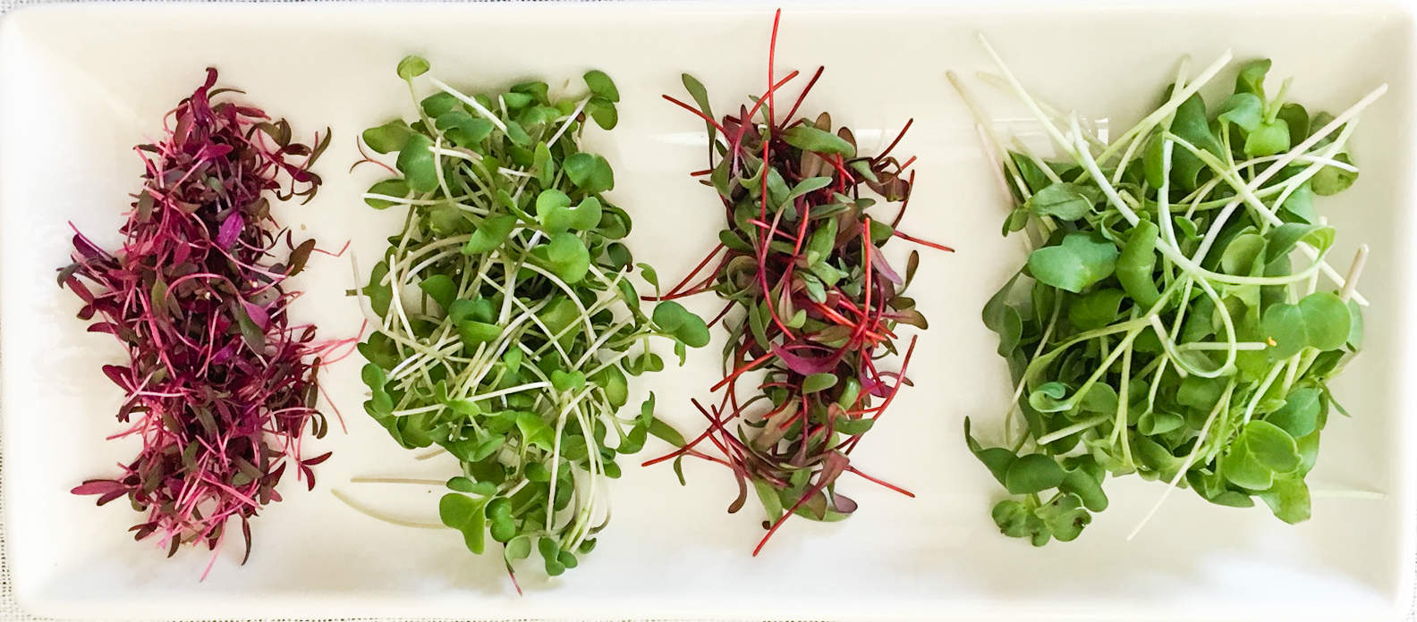 Microverdes: Saiba o que são e como cultivá-los