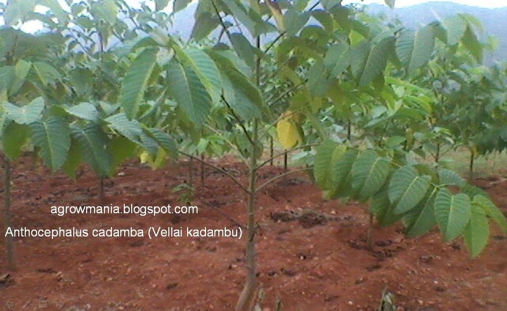 Agroforestry - A blog on Agrihortisilviculture: Anthocephalus cadamba ...