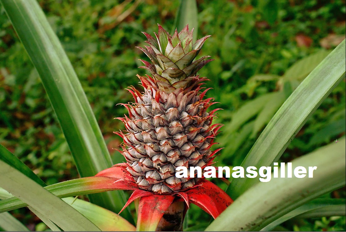 ananasgiller - BilginCin
