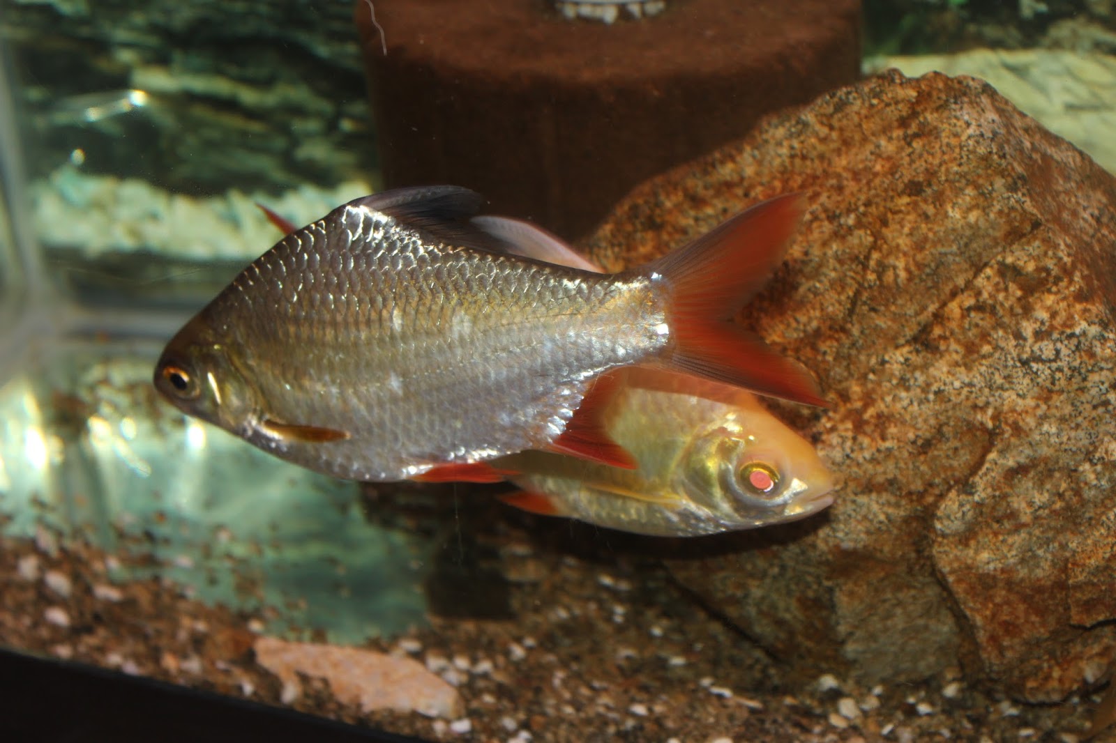 Amazing Fish: Barbonymus Schwanenfeldii