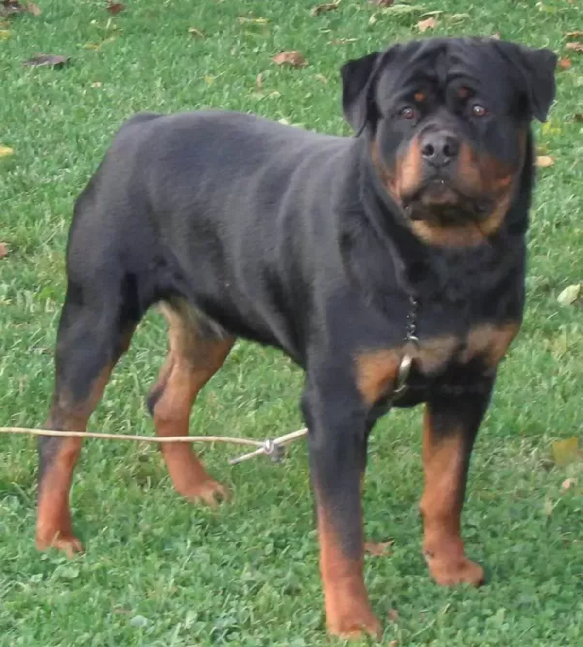 How To Approach A Strange Dog Doglopedix how-to-approach-a-strange-dog-doglopedix