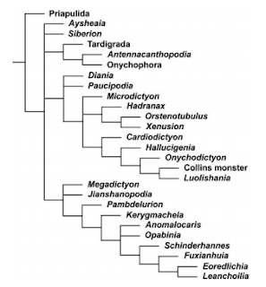 PaleoStories: Diania cactiformis, l'evoluzione degli artropodi e la ...