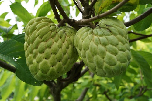 Mulia Fruit Garden: SRIKAYA