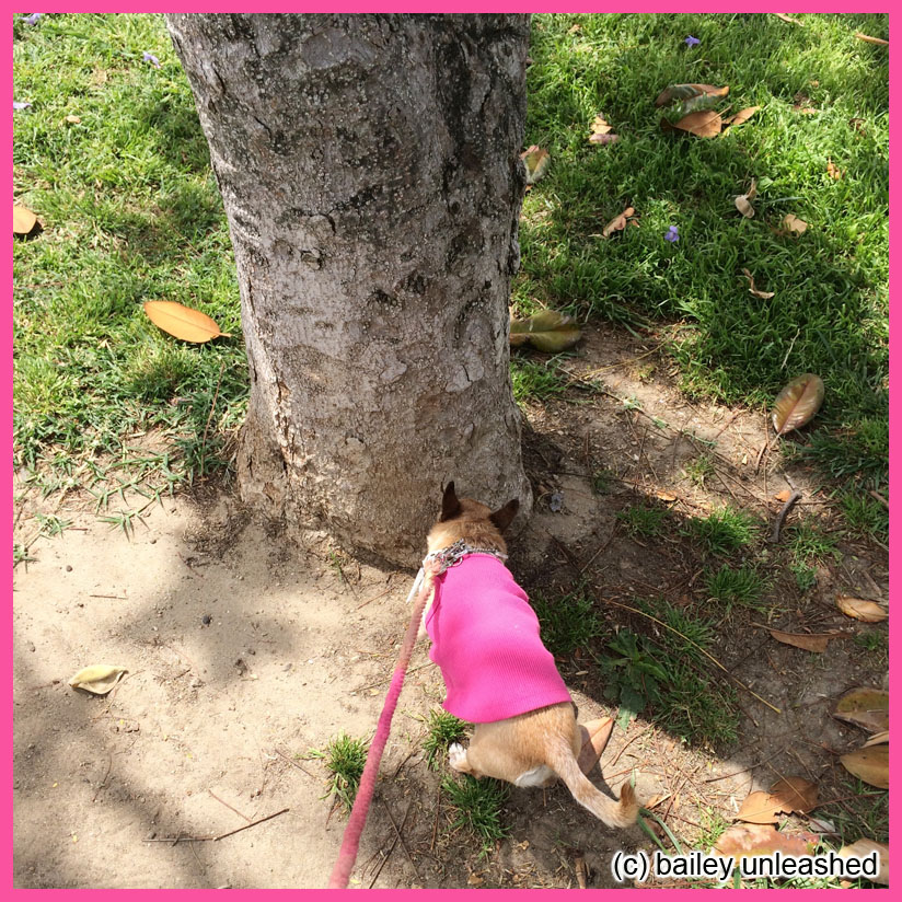 bailey unleashed .com: checking pee-mail