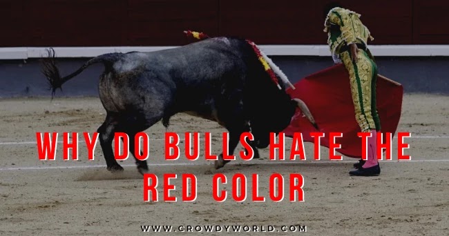 Why Do Bulls Hate the Red Color