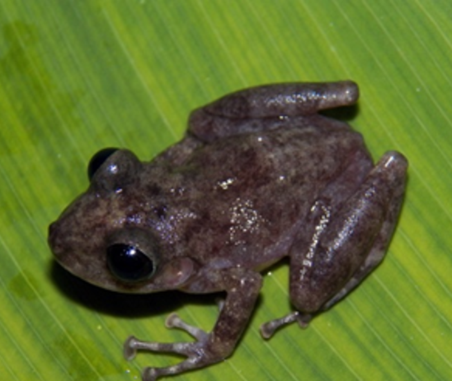 Diferencias entre ranas y sapos.