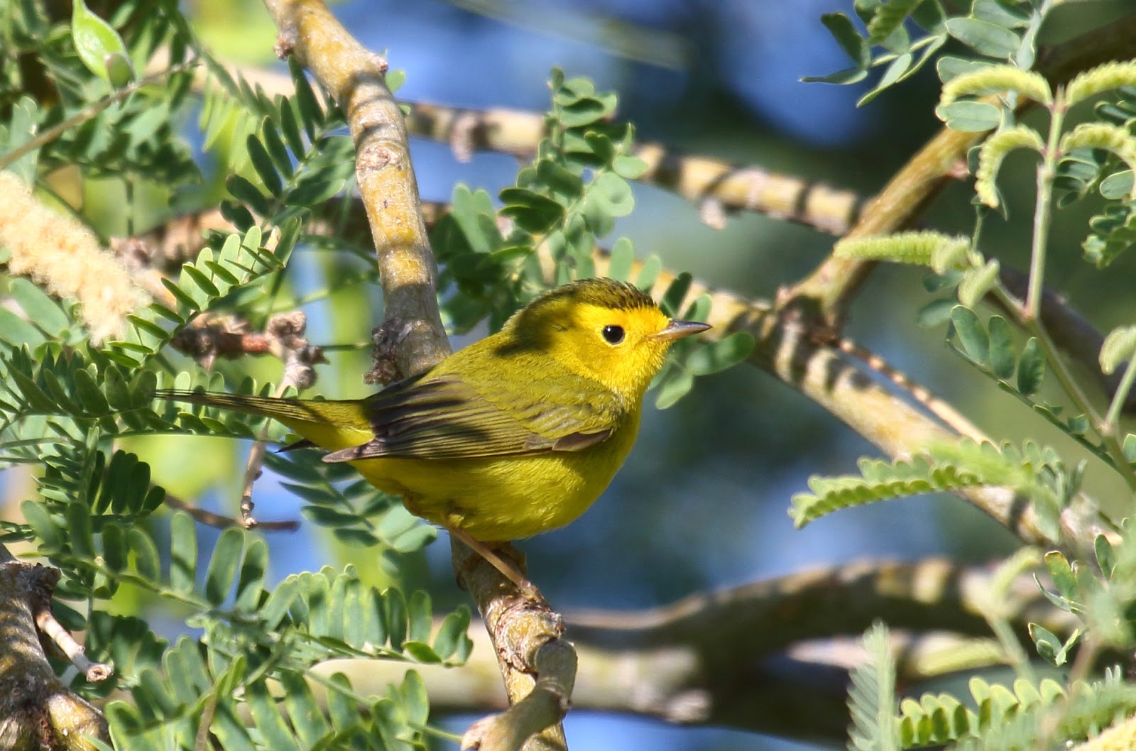 Wilson's Warbler in Borrego Springs - Greg in San Diego