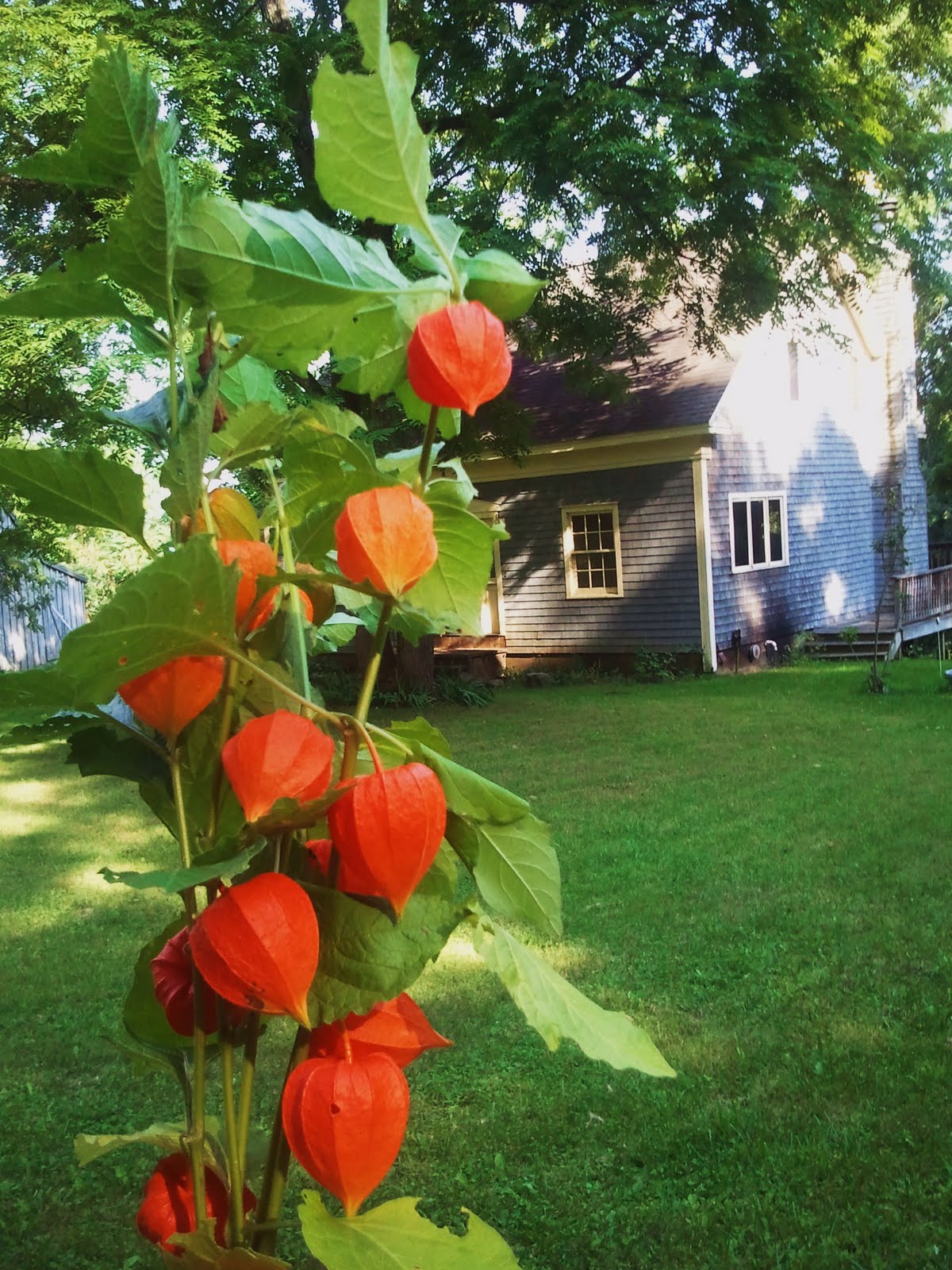Wandering Through Syracuse: Chinese Lantern Flowers out in Pompey
