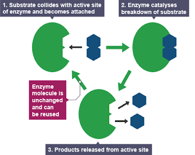IGCSE Biology 2017: 2.10: Understand the role of Enzymes as Biological ...