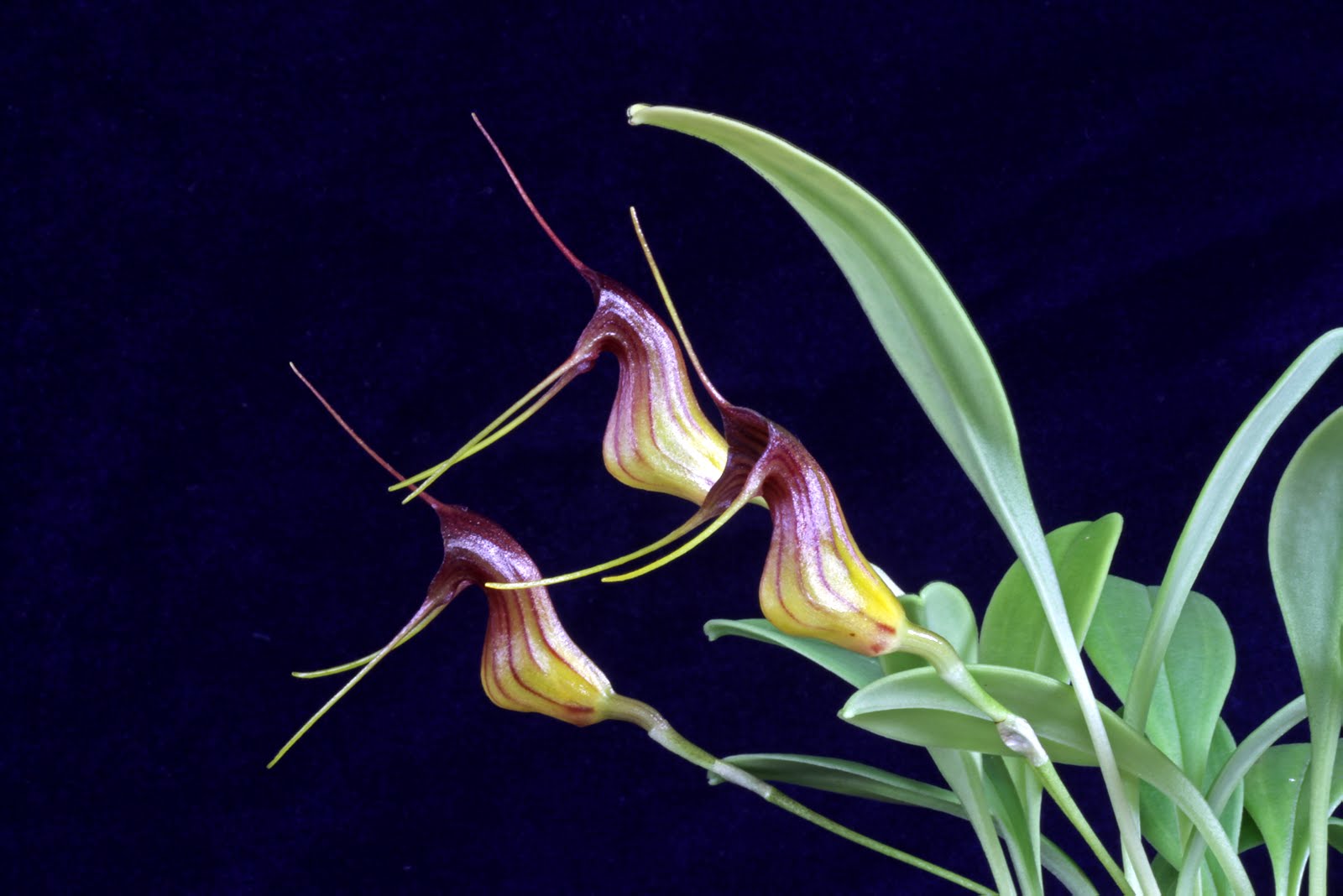 Orchids in Bloom: Masdevallia filaria