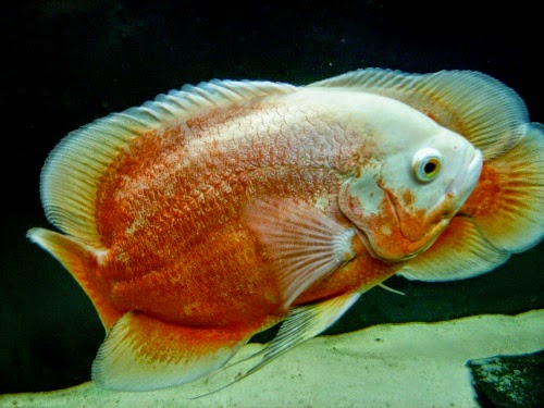 OSCAR FISH photos - wallpapers | the fun bank