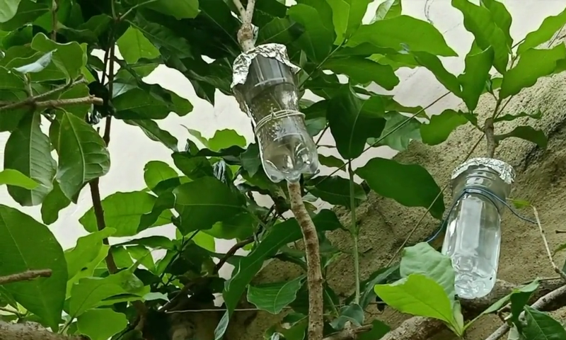 Practical Gardening: How to Air-Layer Trees and Vines with Just Water