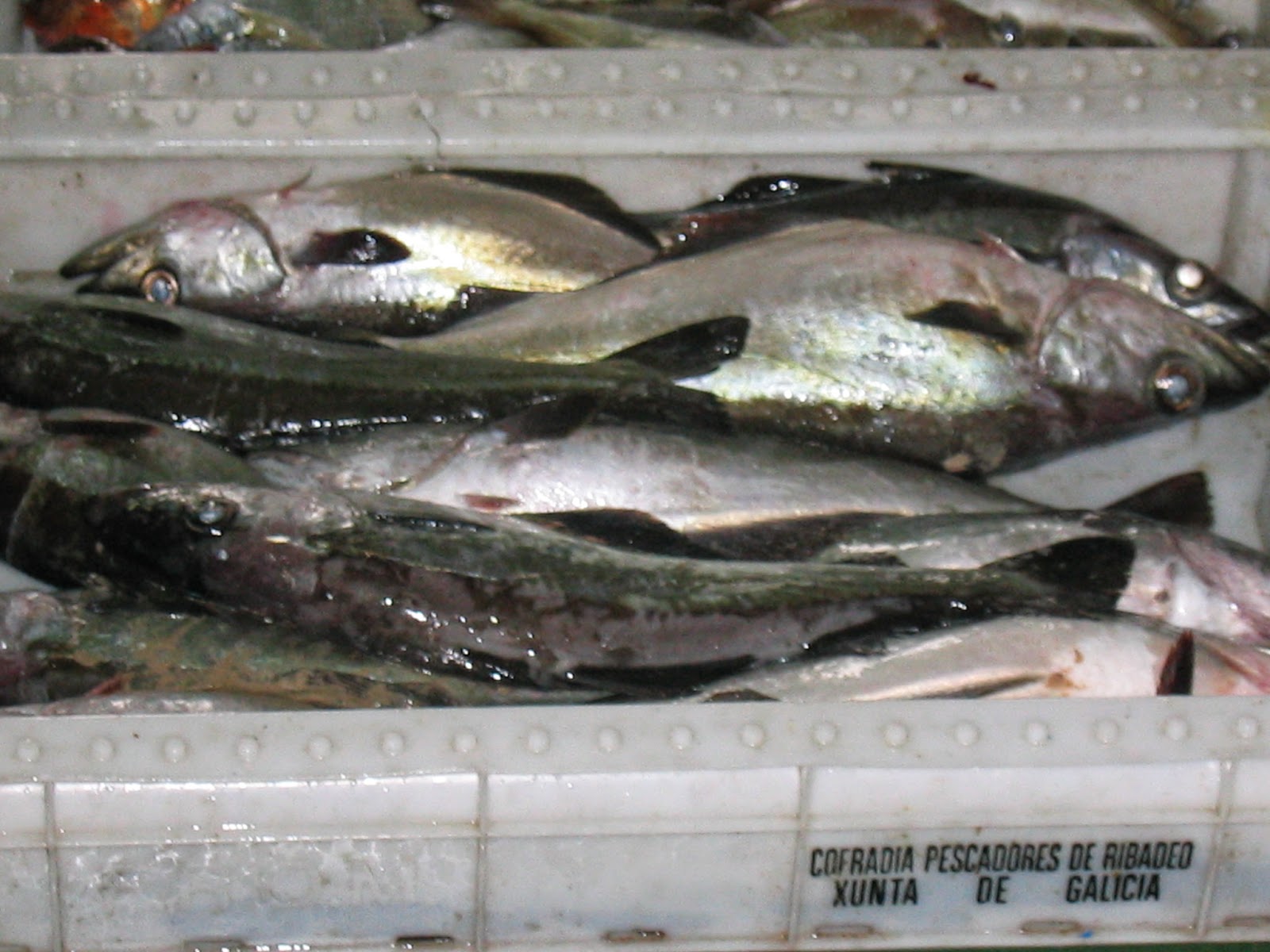 El rincón de Mundín: PESCADOS: EL ABADEJO Y LA FANECA